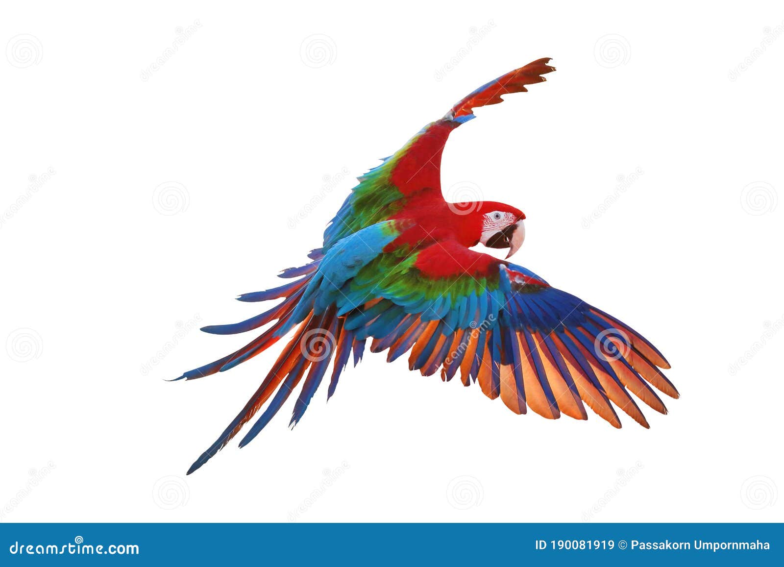 Colorful Parrot Flying