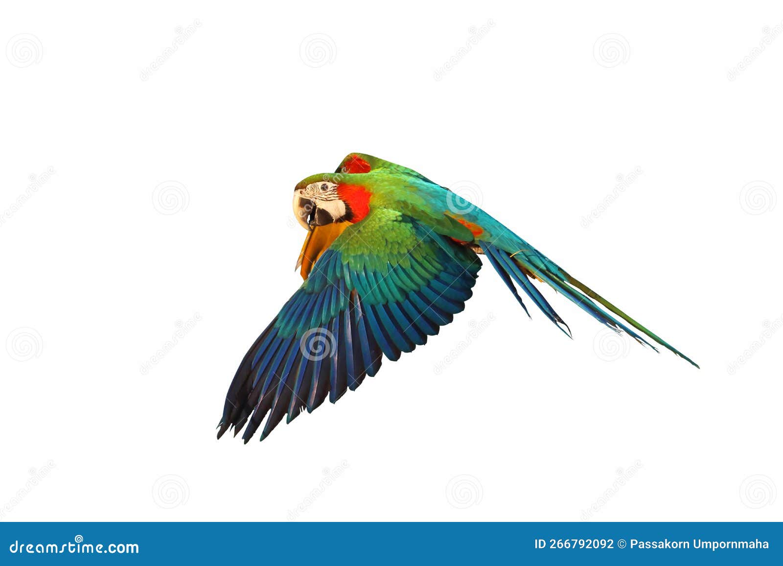 Colorful Flying Parrot Isolated on White Background. Stock Photo ...