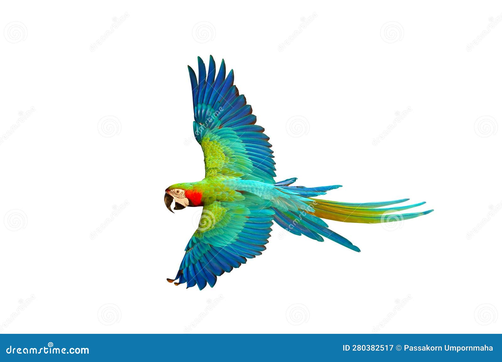 Colorful Flying Parrot Isolated on White Background. Stock Image ...