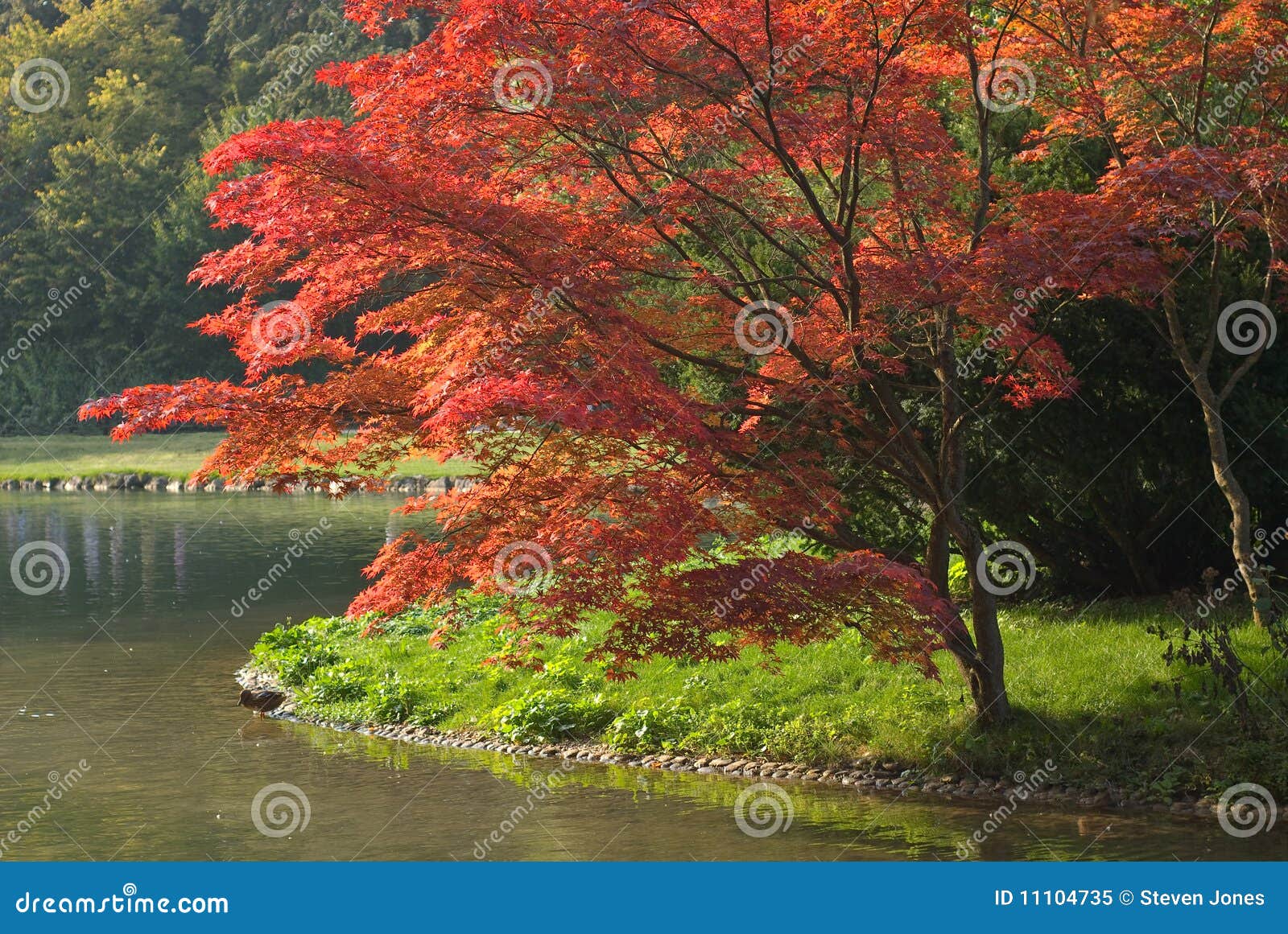 Colorful Foliage stock image. Image of limb, foliage - 11104735
