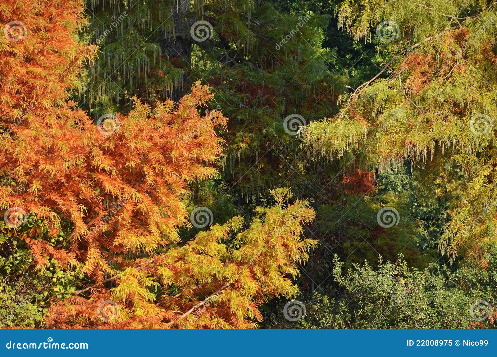 Colorful foliage stock image. Image of plants, plant - 22008975