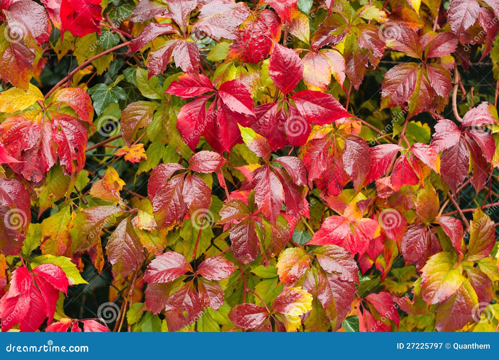 Colorful foliage stock image. Image of change, leaf, growth - 27225797