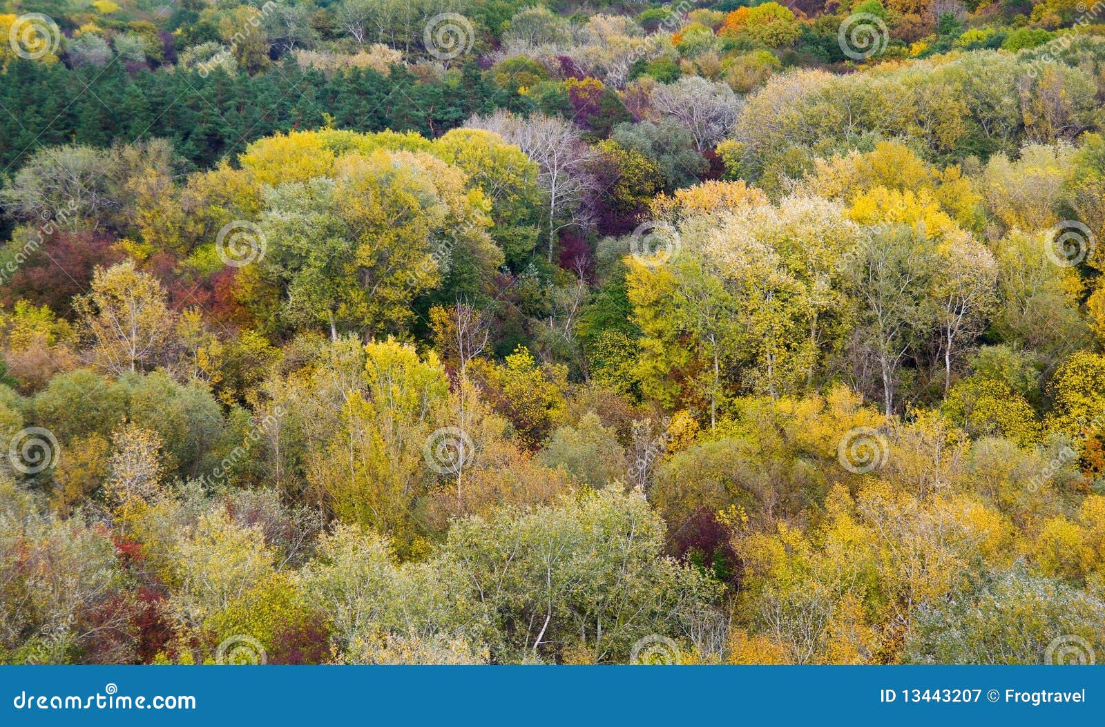 Colorful foliage in autumn stock image. Image of foliage - 13443207