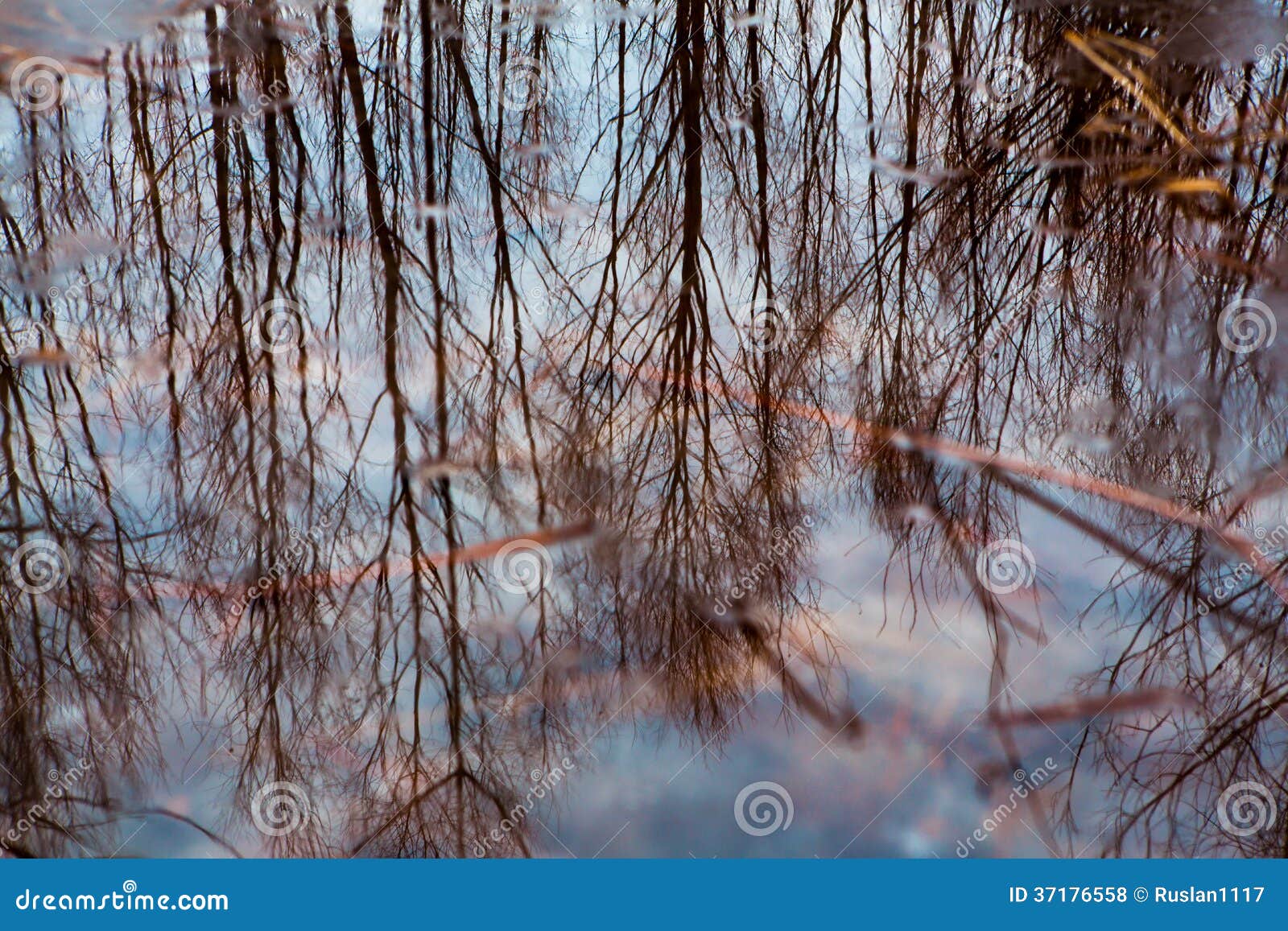 Colorful Foliage Floating in the Dark Fall Water with Reflection of the ...