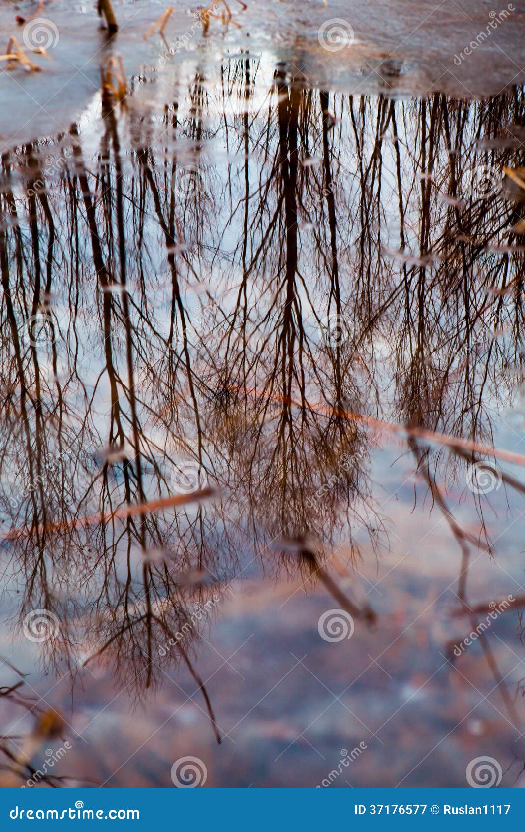 Colorful Foliage Floating in the Dark Fall Water with Reflection of the ...