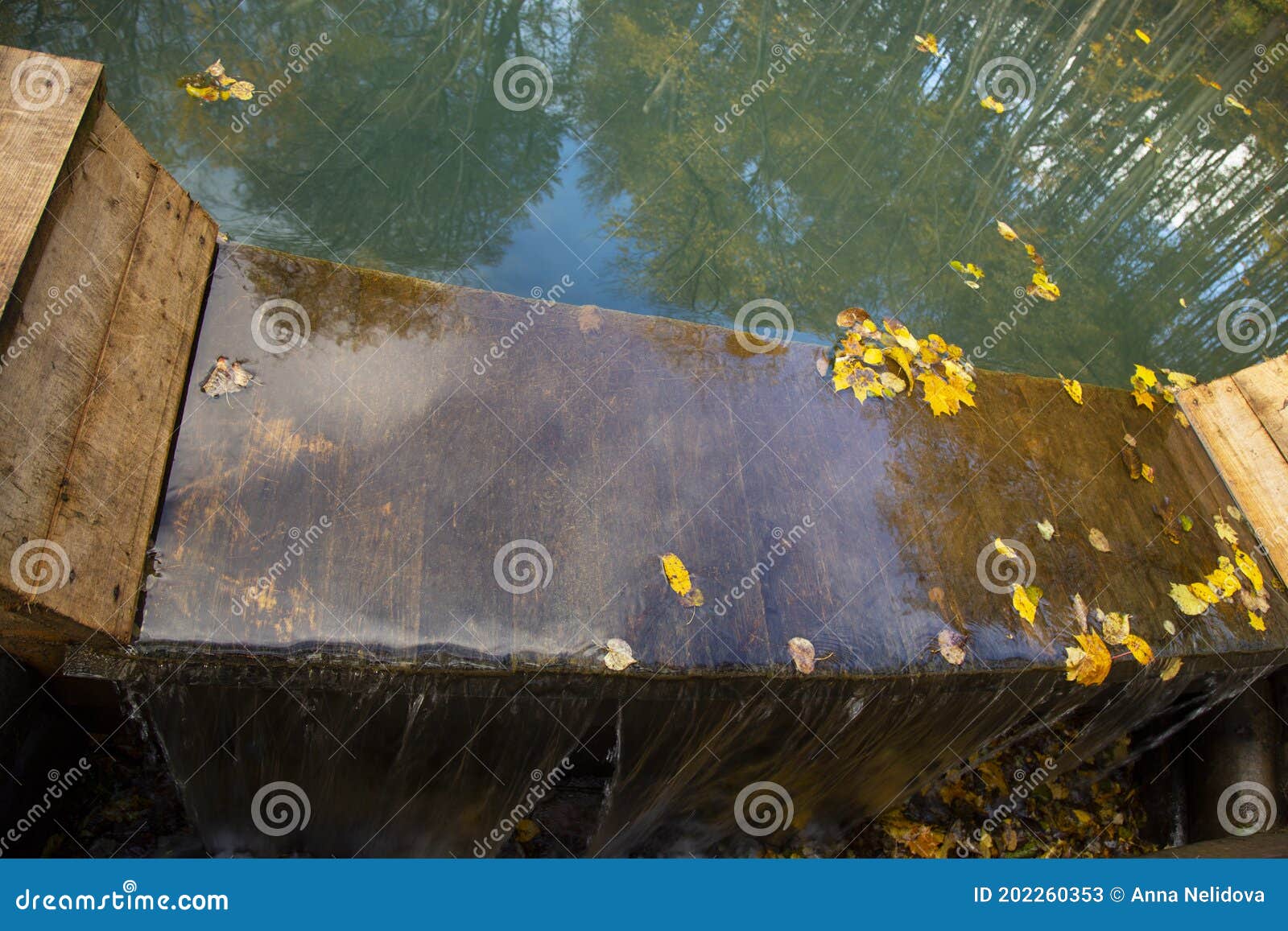 Colorful Foliage Floating in the Dark Fall Water with Reflection of the ...