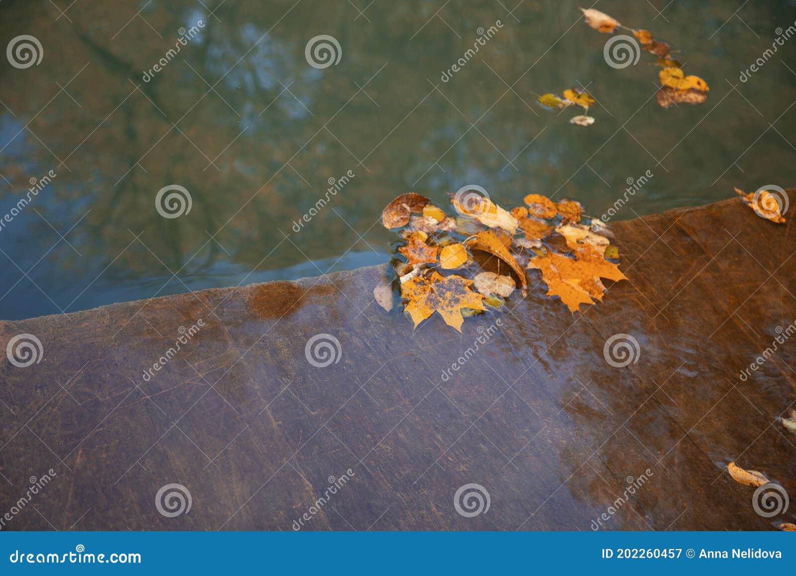 Colorful Foliage Floating in the Dark Fall Water with Reflection of the ...