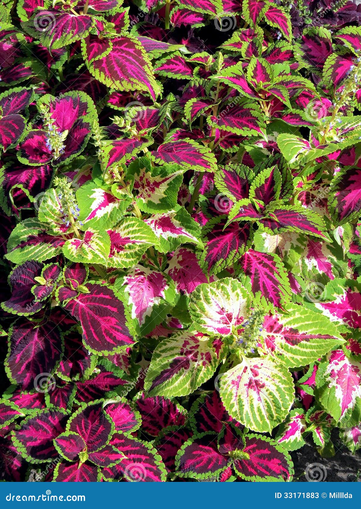 Colorful foliage stock image. Image of garden, card, flower - 33171883