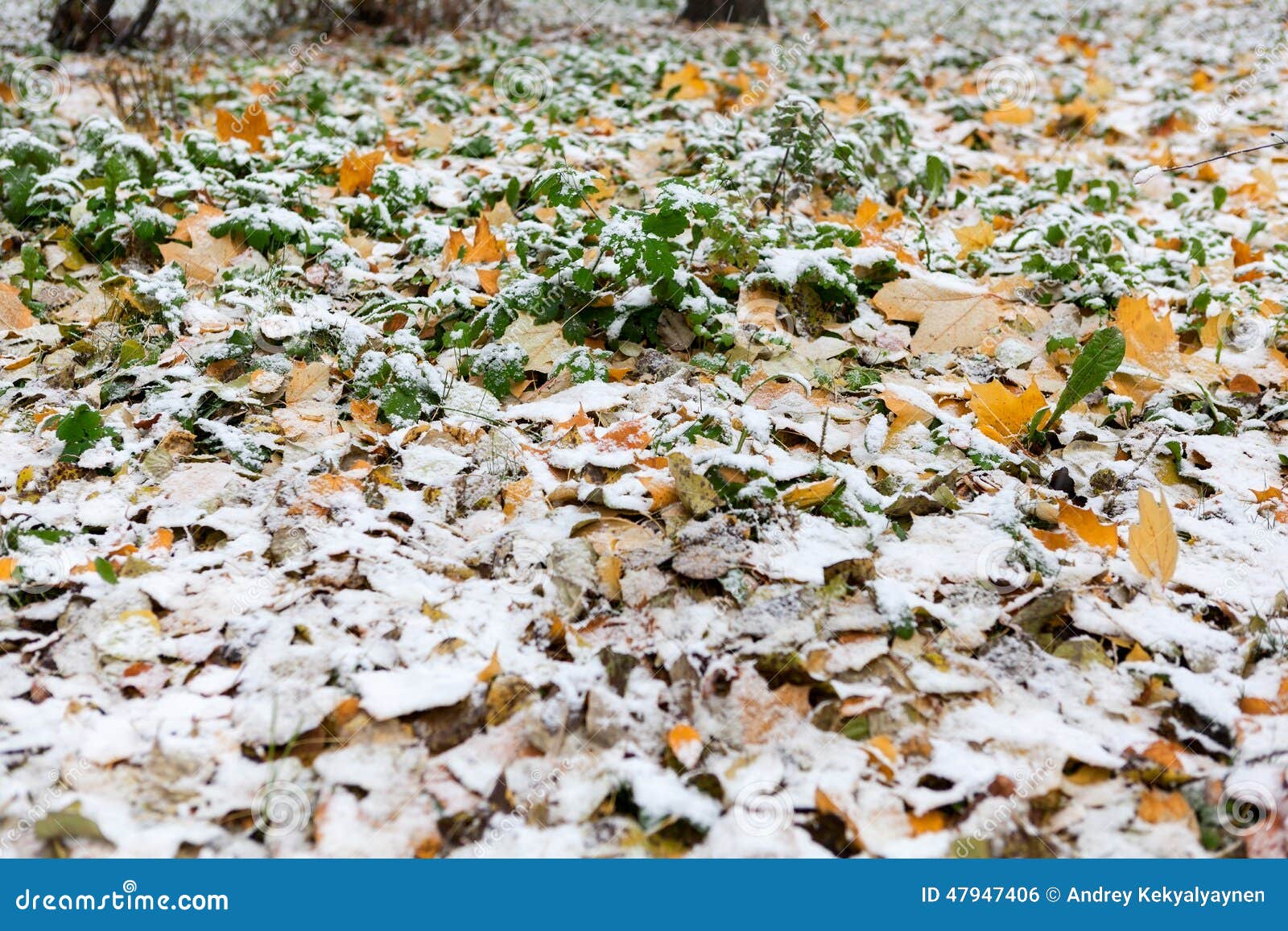 The First Snowfall Of Mt. Fuji In 2021. Royalty-Free Stock Image ...
