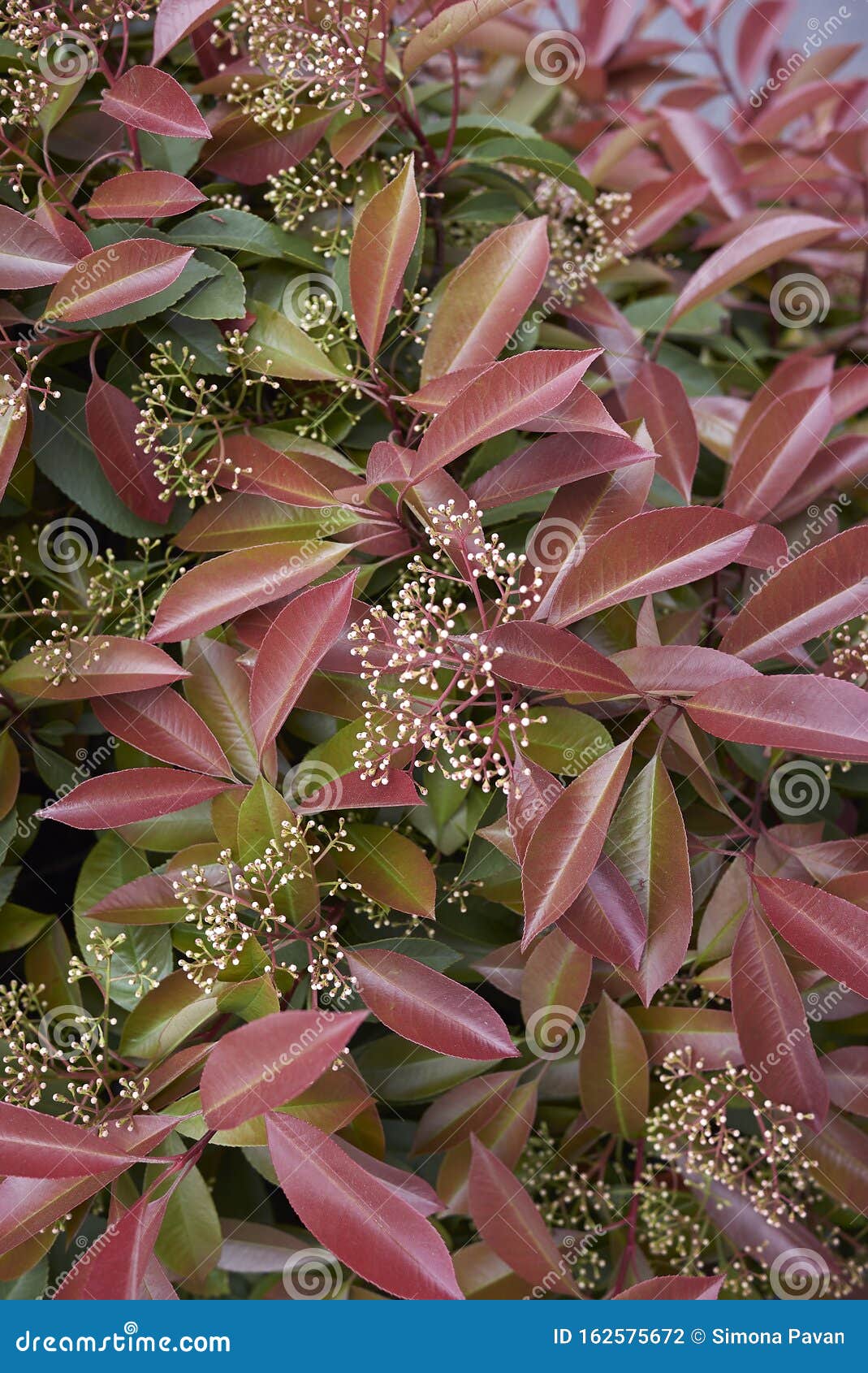 Photinia Shrub In Bloom Royalty-Free Stock Photo | CartoonDealer.com ...