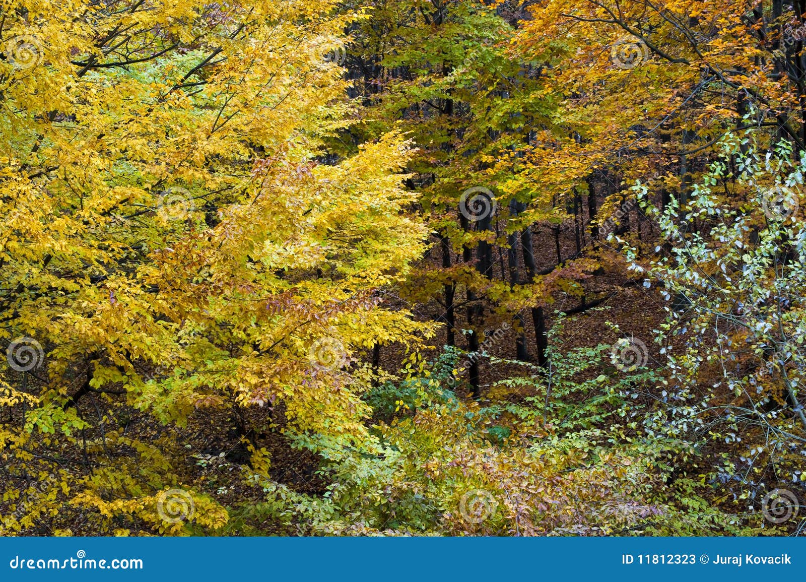 Colorful forest stock image. Image of colorful, landscape - 11812323