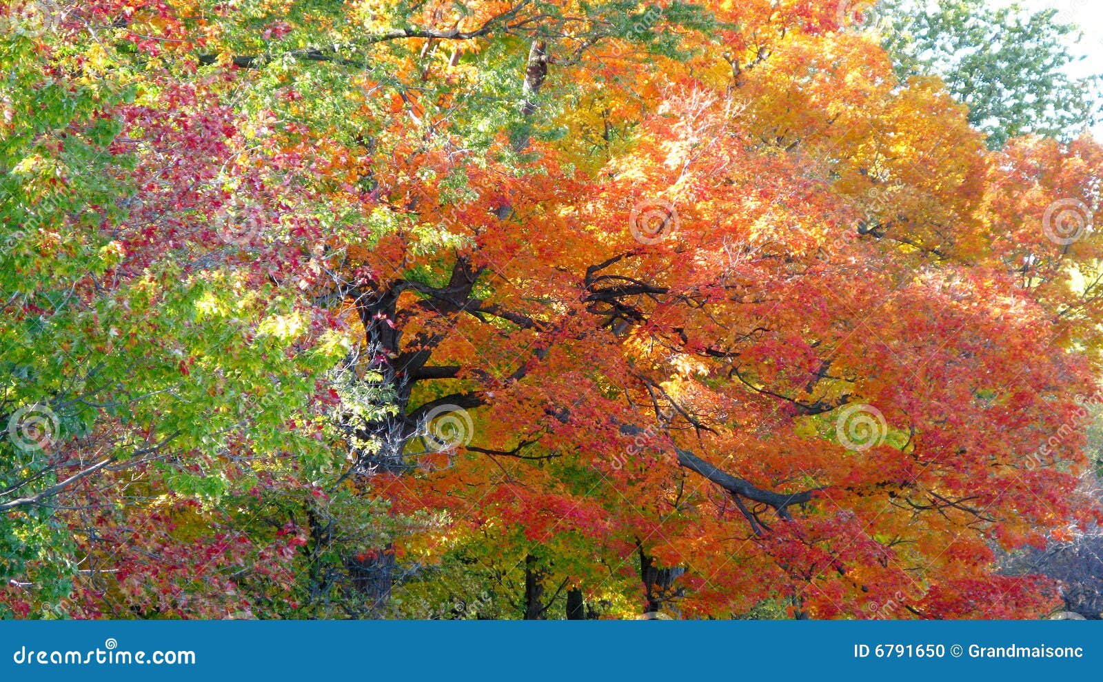 Colorful forest in autumn stock photo. Image of colourful - 6791650