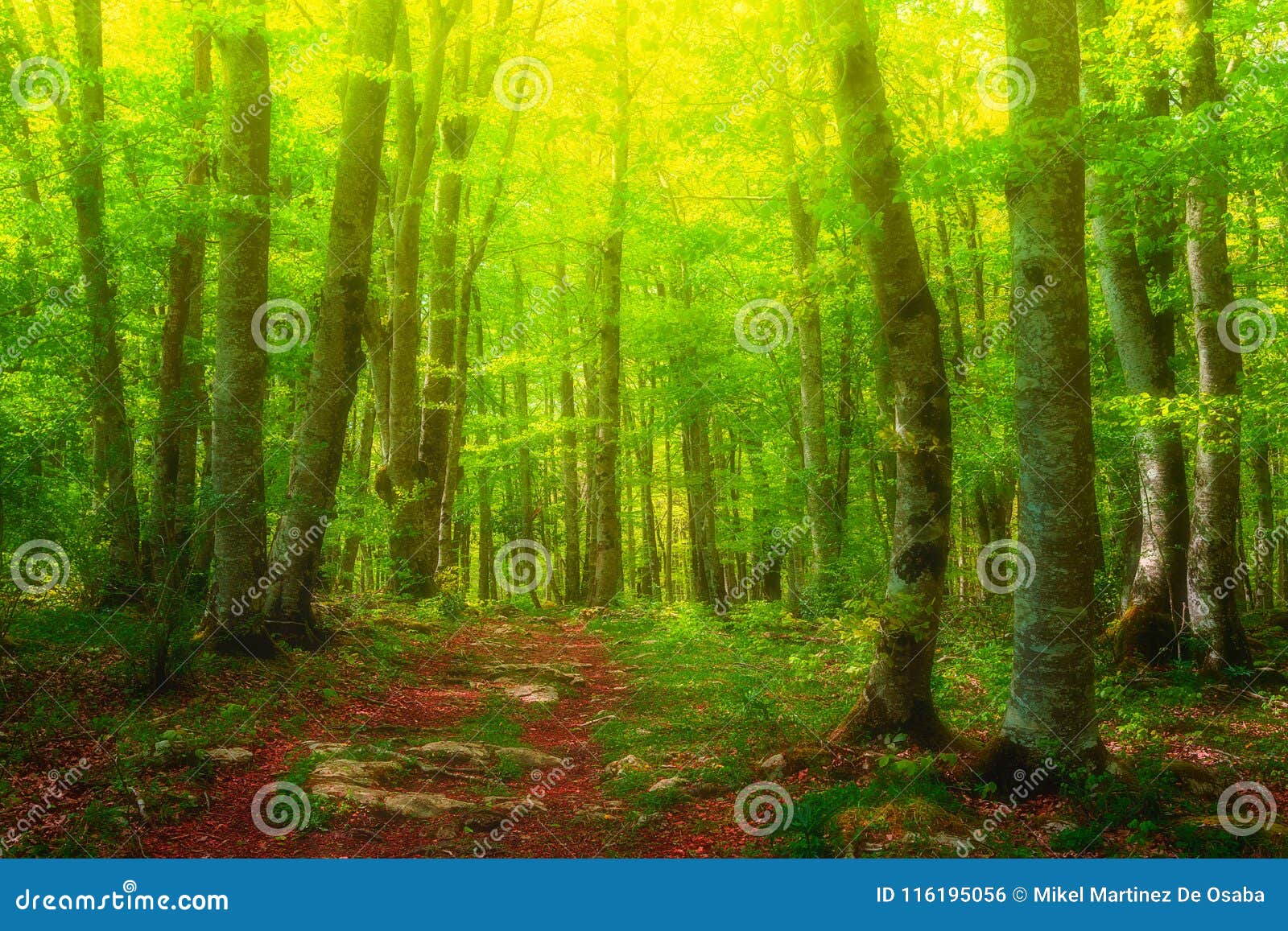 Colorful Forest with Beautiful Light Stock Photo - Image of colorful ...