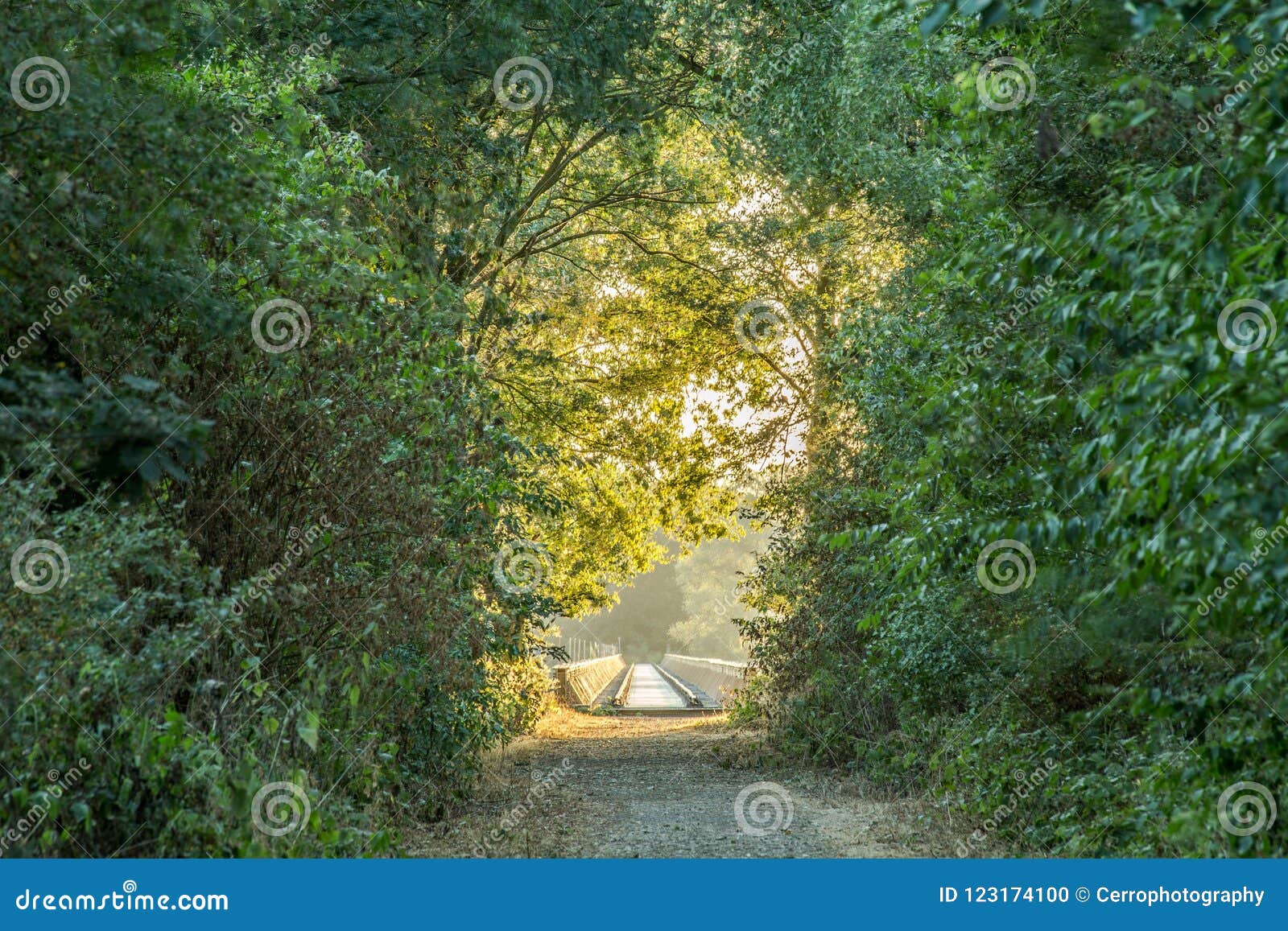 Colorful Forest with a Bridge at the End of the Road Stock Photo ...