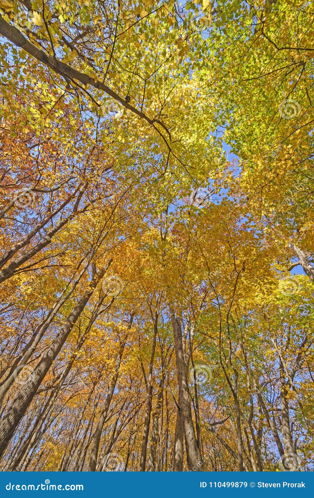 Colorful Forest Canopy in the Fall Stock Image - Image of leaves ...