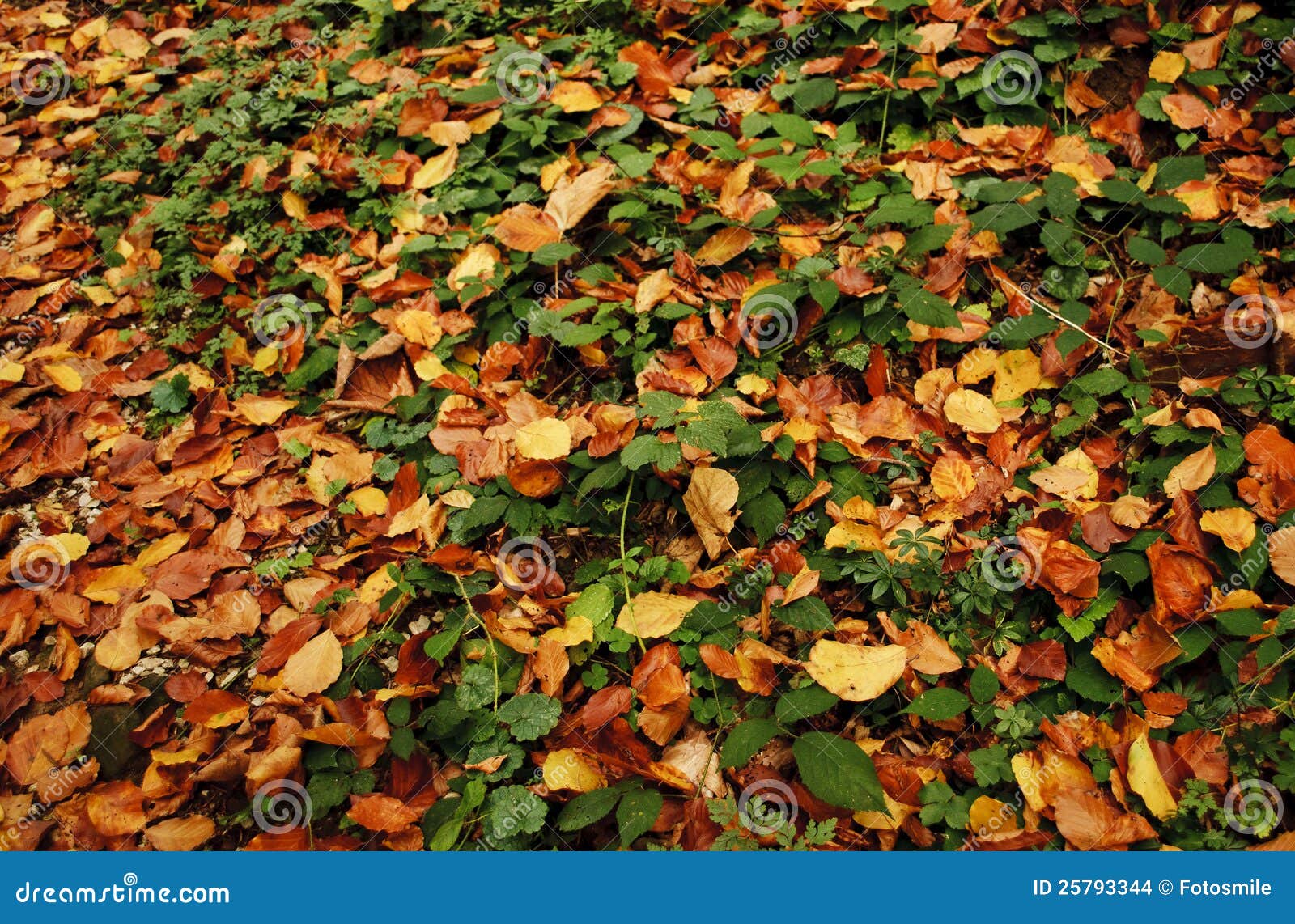 Colorful forest ground stock photo. Image of nature, forest - 25793344