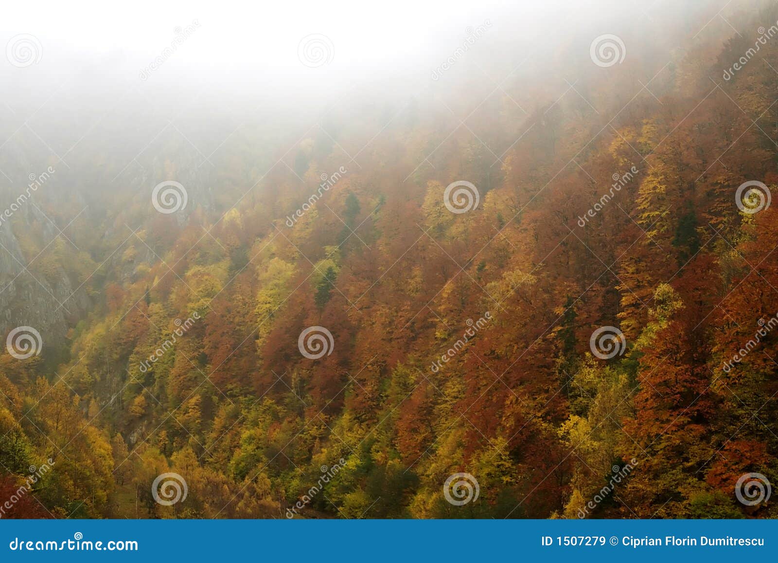 Colorful forest landscape stock image. Image of forest - 1507279