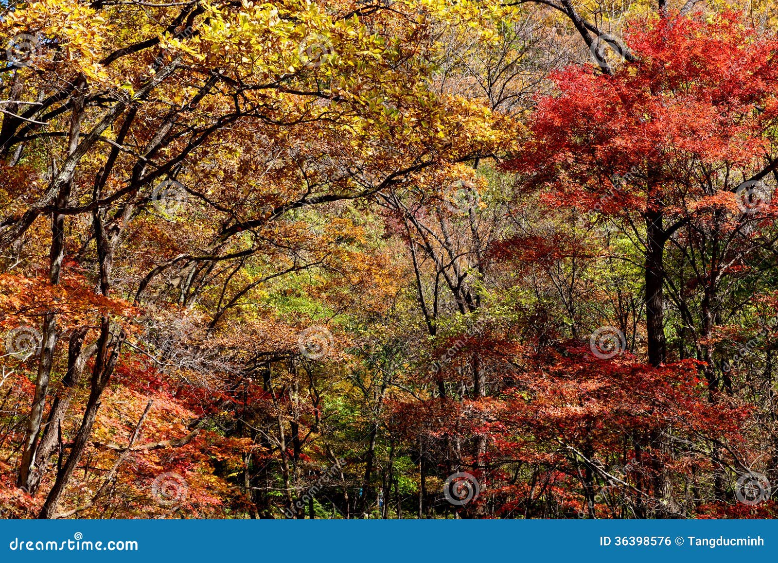 Colorful forest stock photo. Image of china, asia, autumn - 36398576