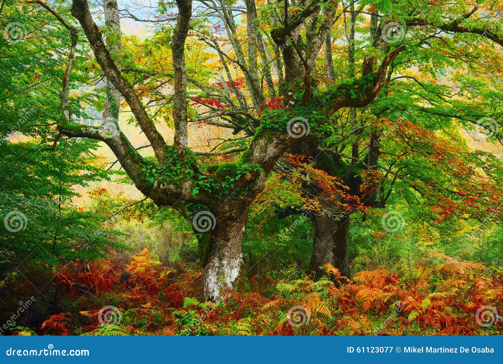 Colorful forest in october stock image. Image of fall - 61123077