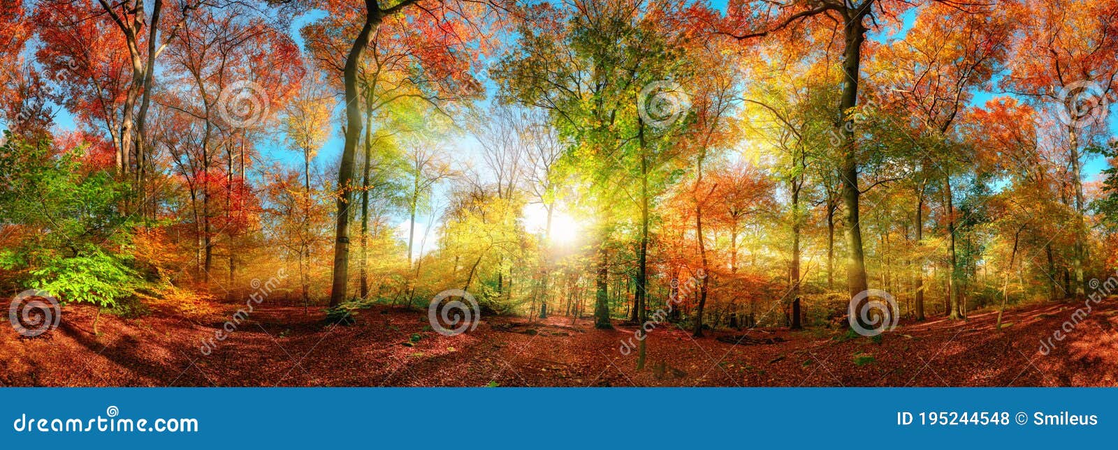 Colorful Forest Panorama with the Sun in Autumn Stock Photo - Image of ...