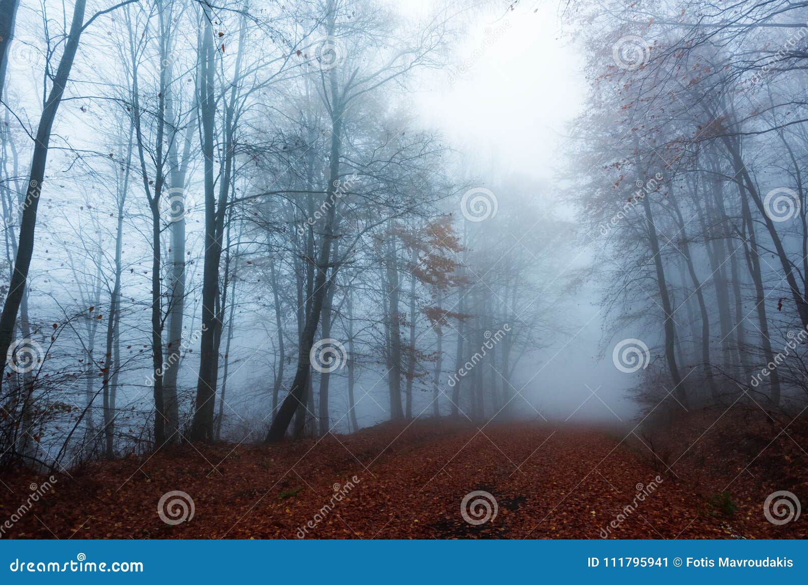 Colorful Forest Path in Autumn Stock Image - Image of fresh, canopy ...