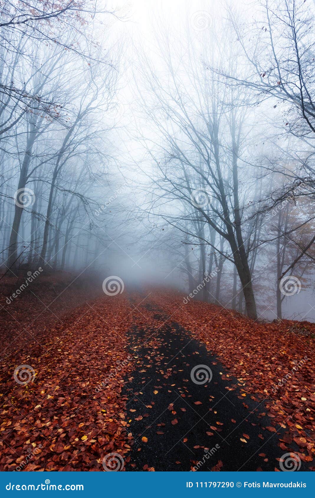 Colorful Forest Path in Autumn Stock Photo - Image of beams, glow ...