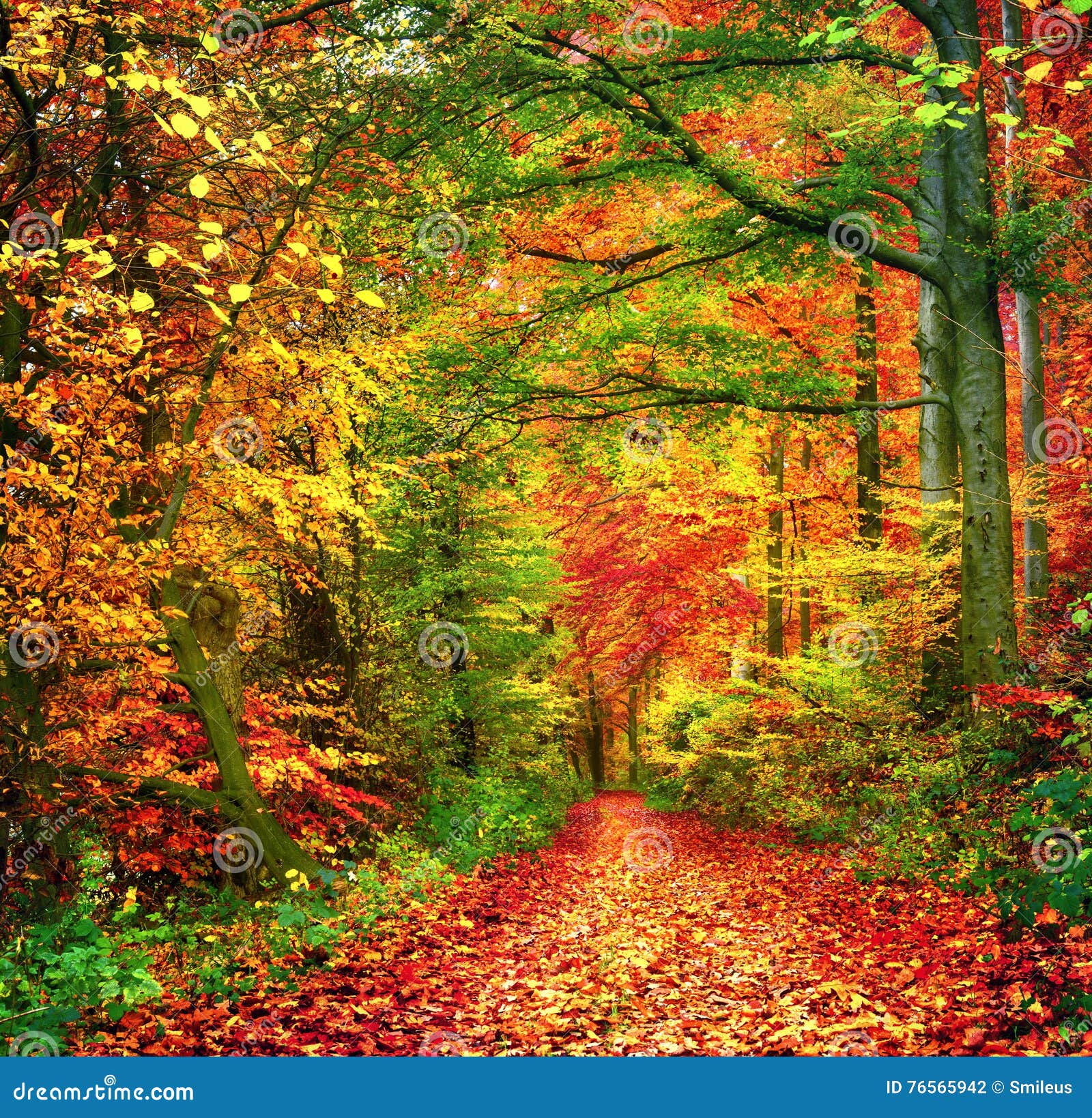 Colorful Forest Scene in Autumn Stock Photo - Image of idyllic ...