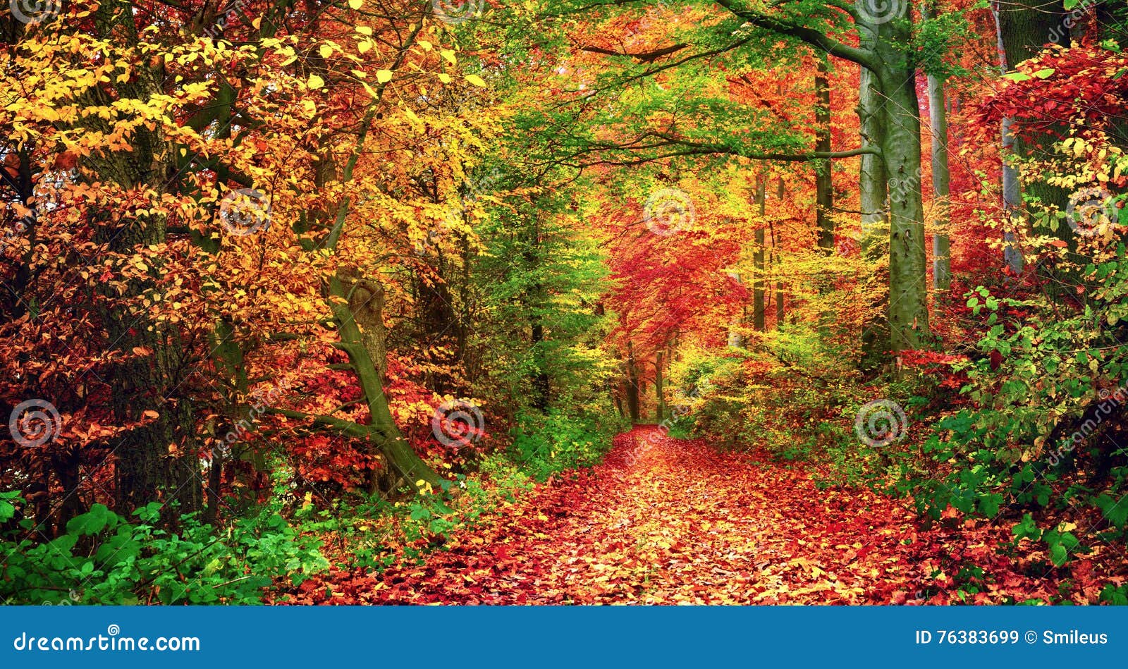 Colorful Forest Scenery in Autumn Stock Image - Image of fall ...