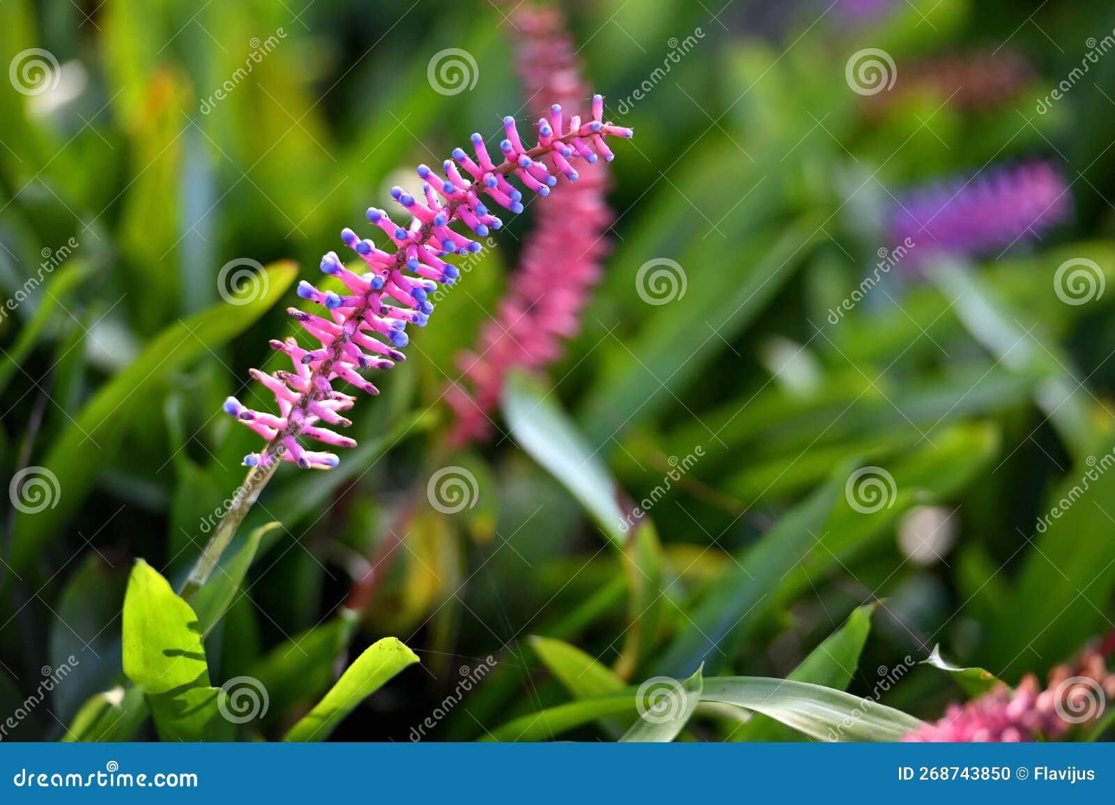 Colorful Forms of Flora, Madeira Stock Photo - Image of closeup ...
