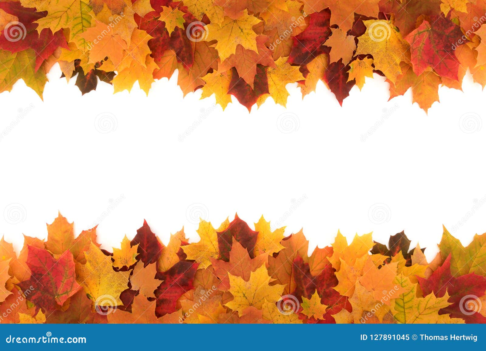 Colorful Frame Made of of Fallen Maple Autumn Leaves on White ...