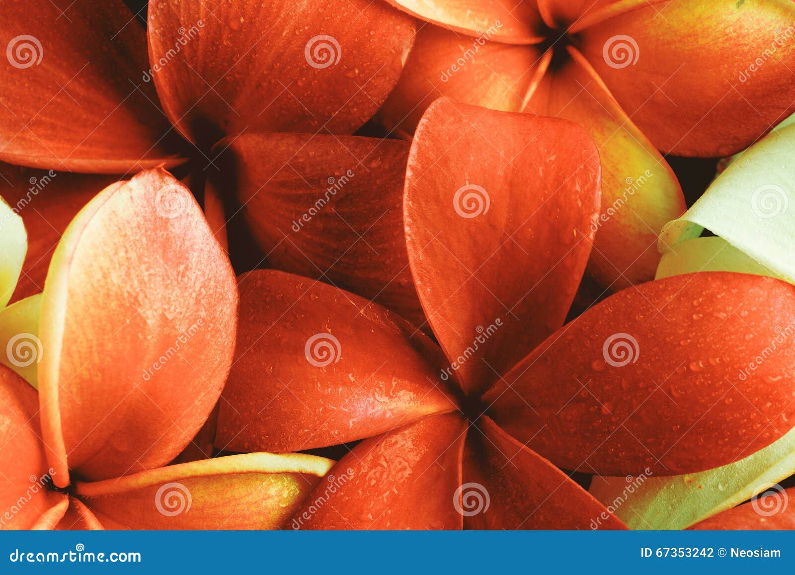 Colorful frangipani flower stock photo. Image of bright - 67353242