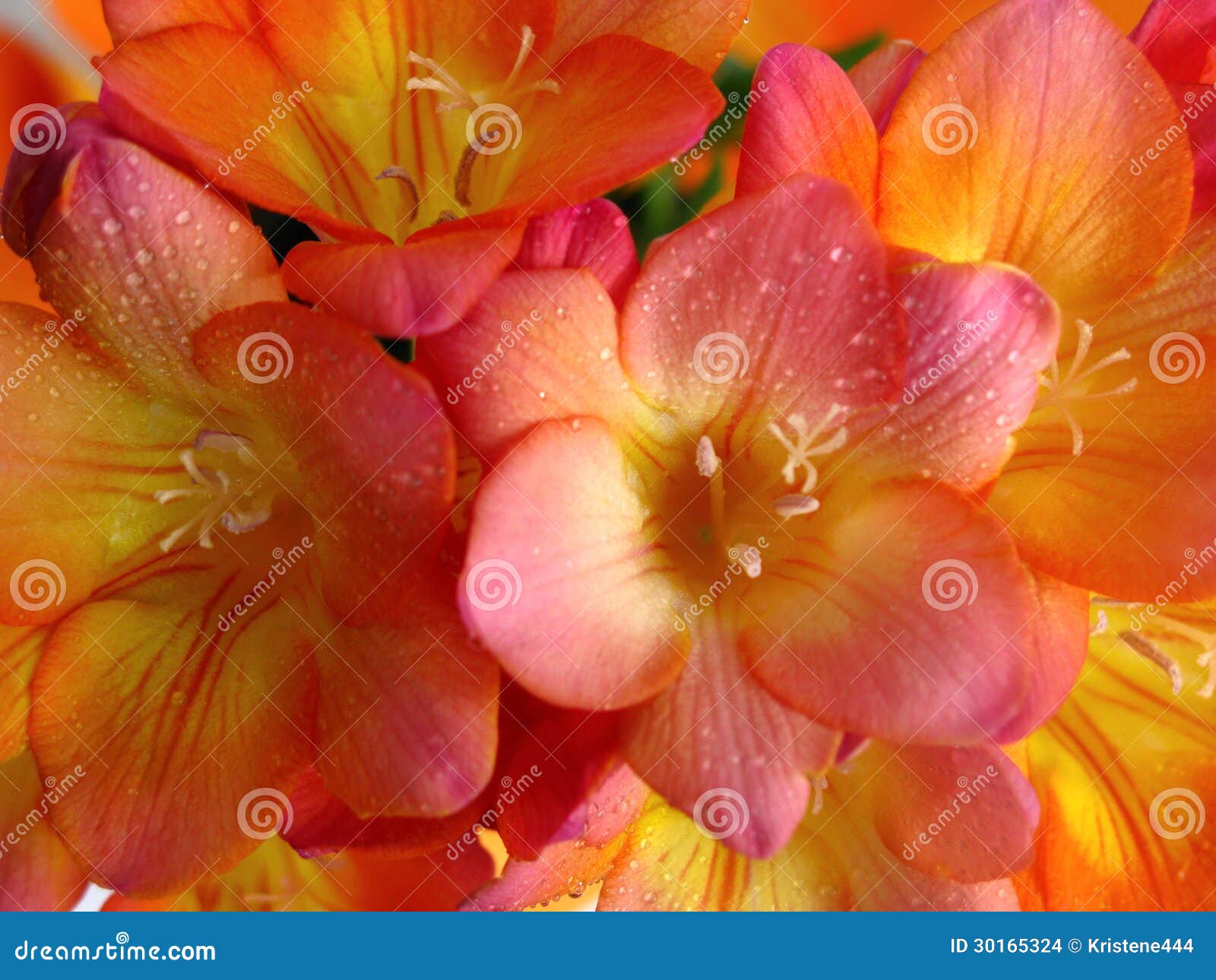 Colorful Freesia stock photo. Image of floral, fresh - 30165324