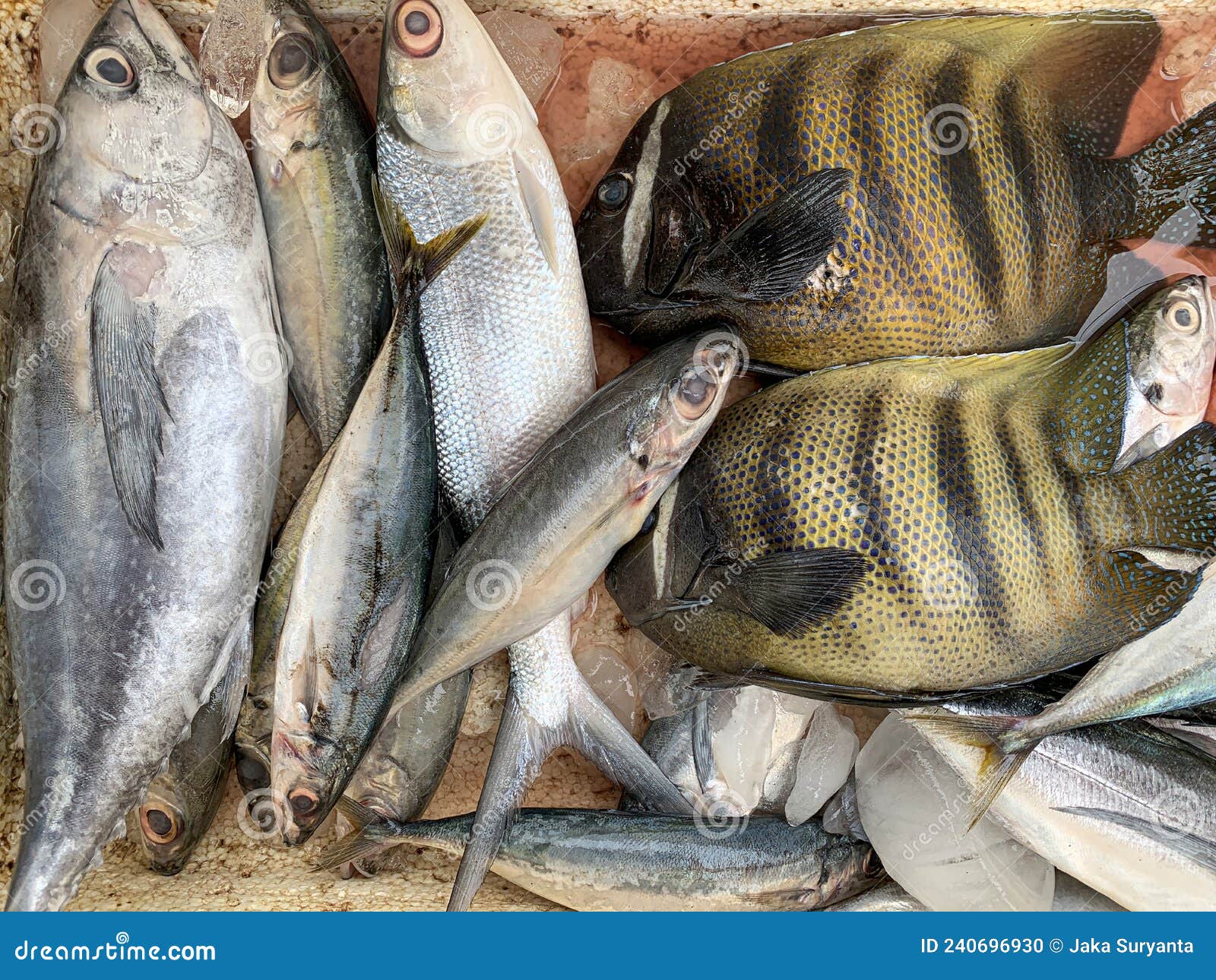 Colorful Fresh Fish in the Ice Box Stock Photo - Image of eating, ocean ...