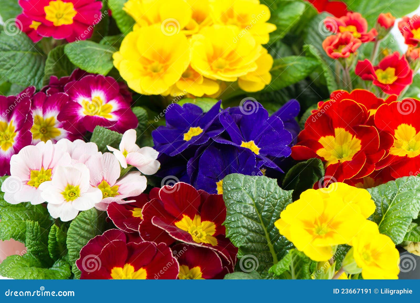Colorful Fresh Spring Flowers Primula Stock Image - Image of colorful ...