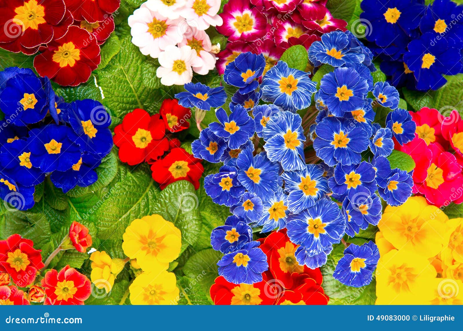 Colorful Fresh Spring Primula Flowers Stock Photo - Image of green ...
