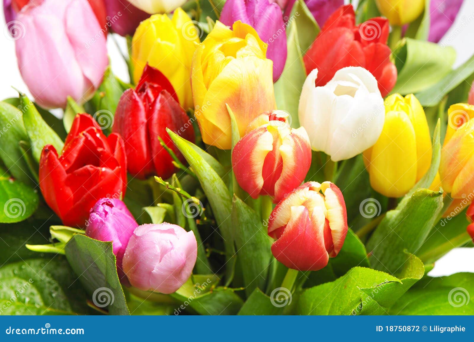 Colorful Fresh Spring Tulips Stock Photo - Image of holiday, present ...