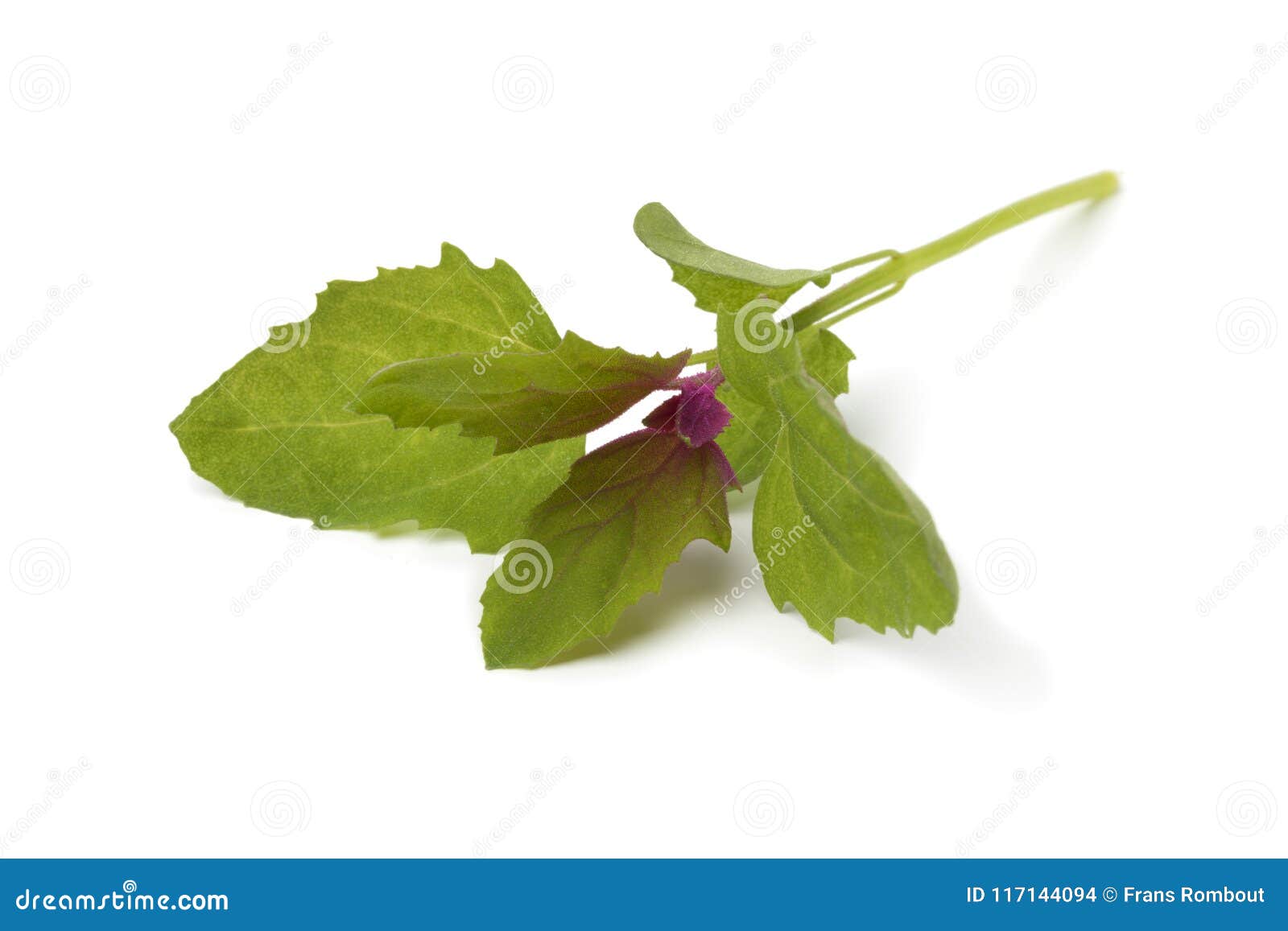 Fresh Young Raw Tree Spinach Leaf Stock Photo - Image of melde ...