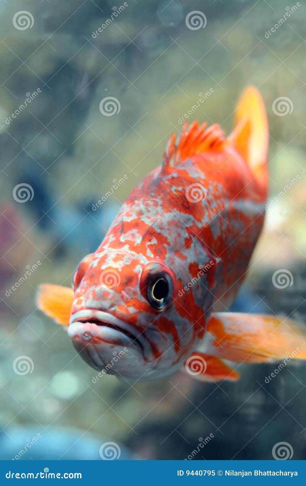 Red Freshwater Fish