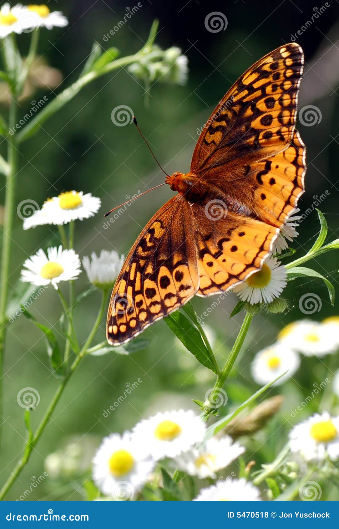 191 Colored Fritillary Butterfly Stock Photos - Free & Royalty-Free ...