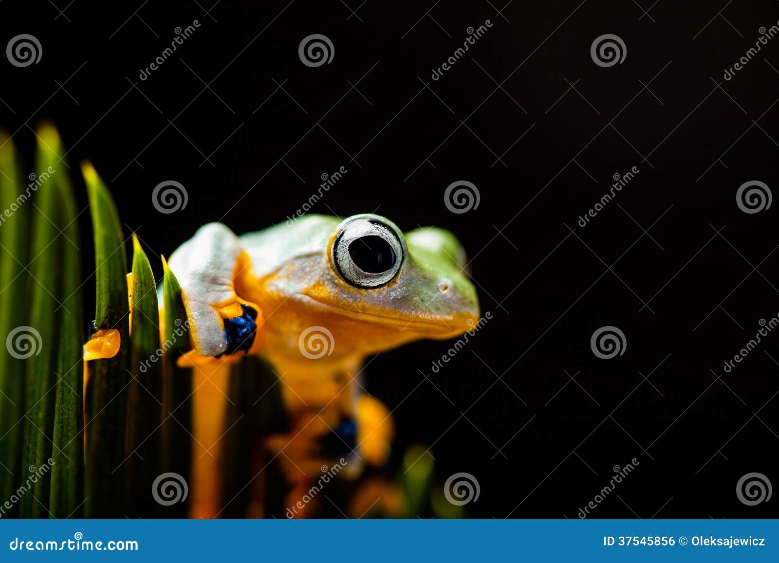 Colorful Frog in the Jungle Stock Photo - Image of nature, card: 37545856