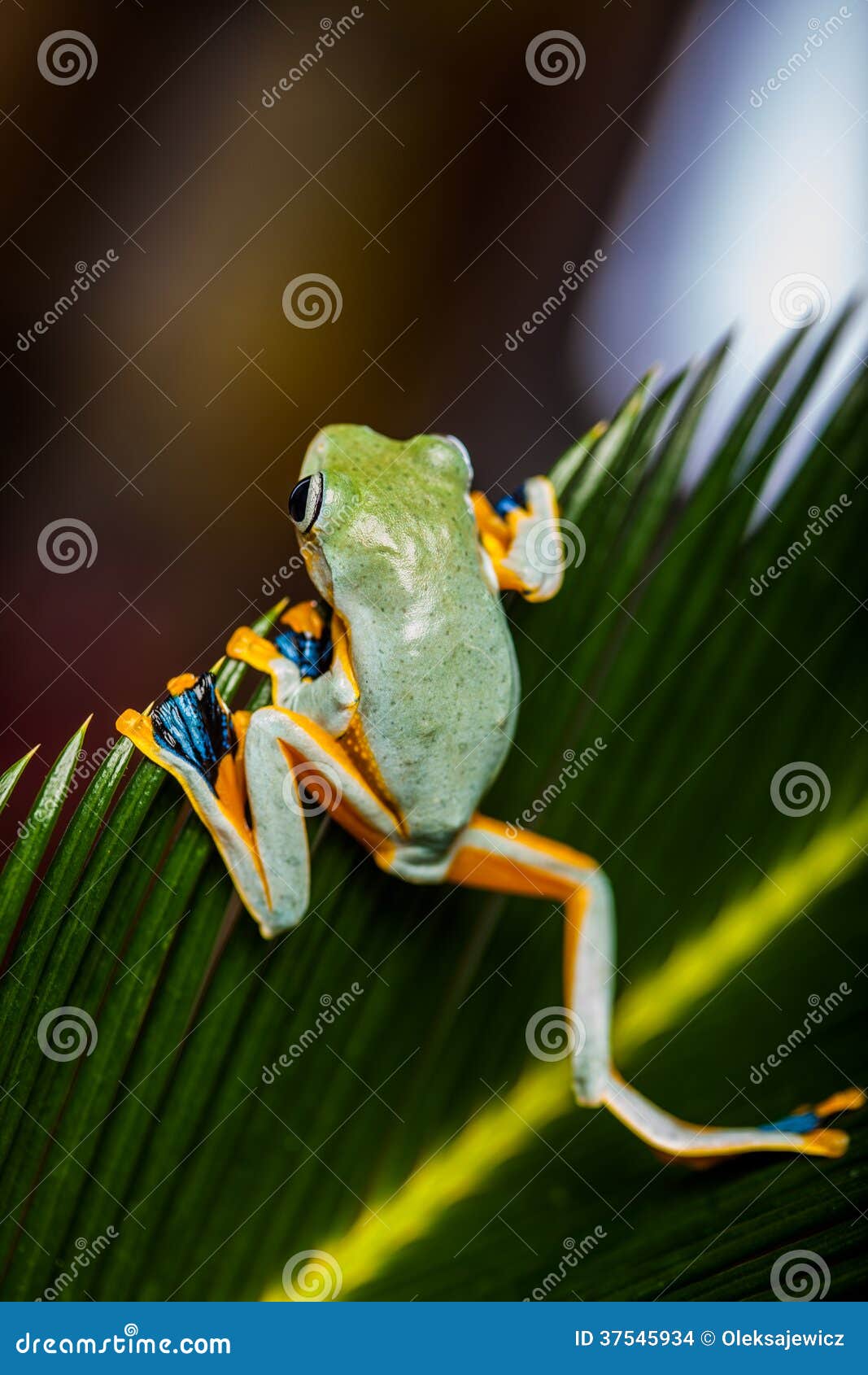 Colorful Frog in the Jungle Stock Photo - Image of little, context ...