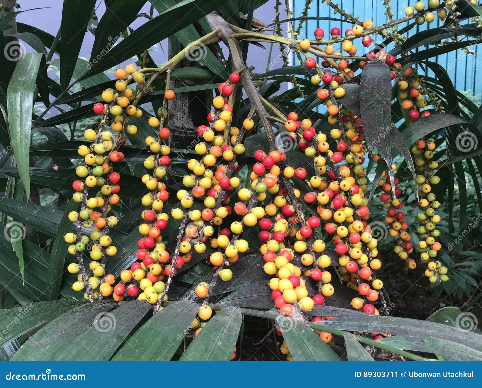 Fruit Of Areca Catechu Or Areca Palm Or Indian Nut Or Pinang Palm Or ...