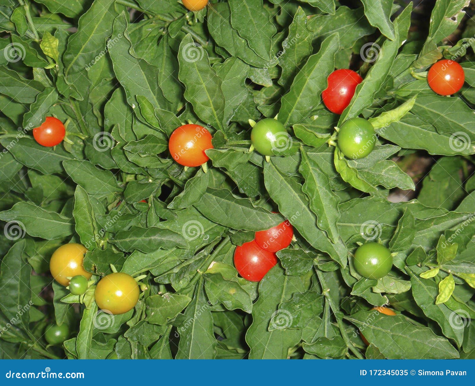 Solanum Pseudocapsicum Close Up Stock Image - Image of leaf, fresh ...