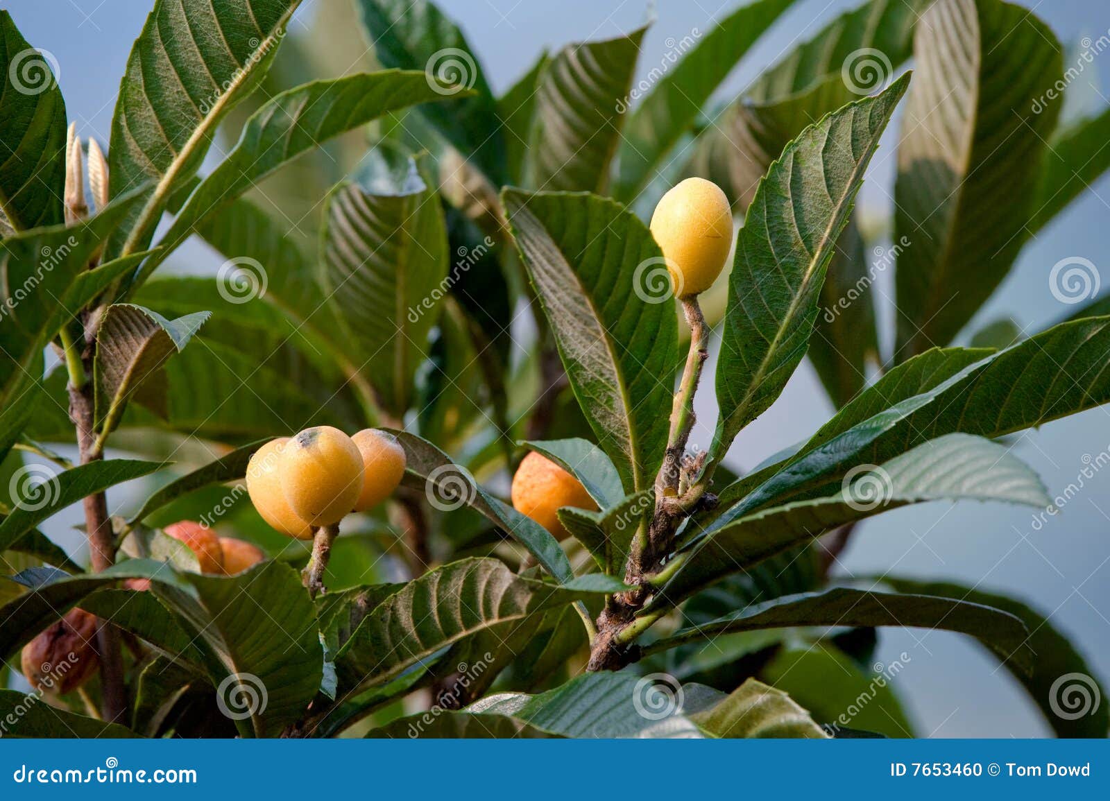 Colorful fruit on tree stock photo. Image of vegetation - 7653460