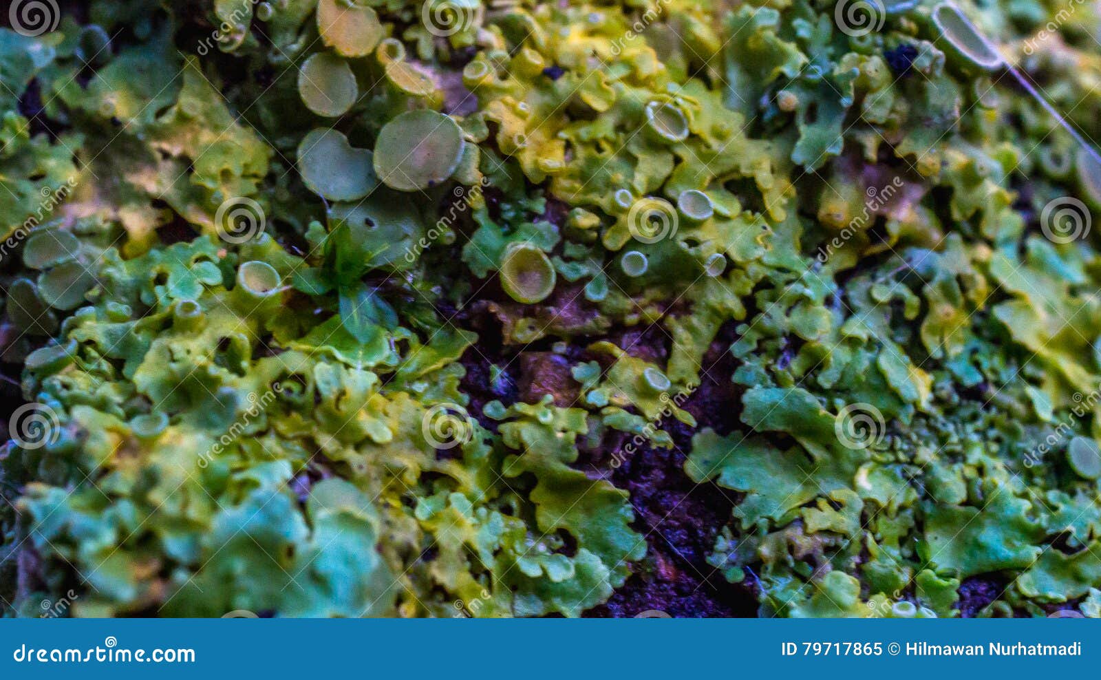 Colorful fungi stock image. Image of surface, epiphytes - 79717865