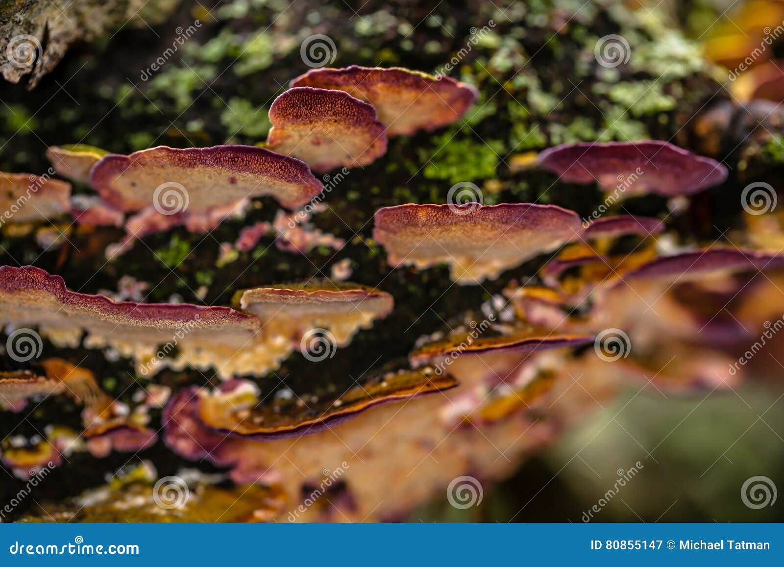 Colorful Fungi stock image. Image of growth, side, nature - 80855147