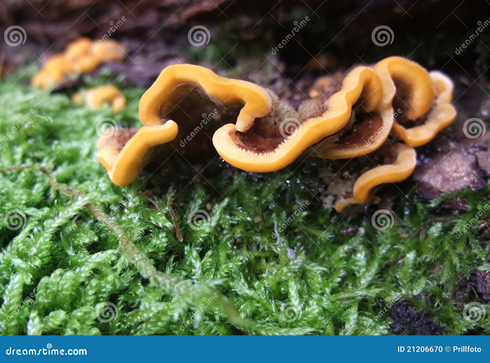 Colorful fungus detail stock photo. Image of crop, mycology - 21206670