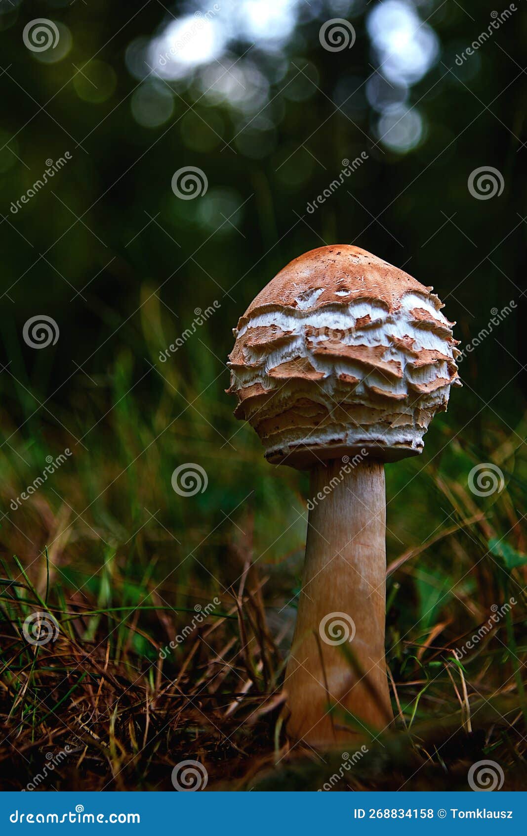 A Folded Mushroom on the Grass Stock Photo - Image of brown, freshness ...