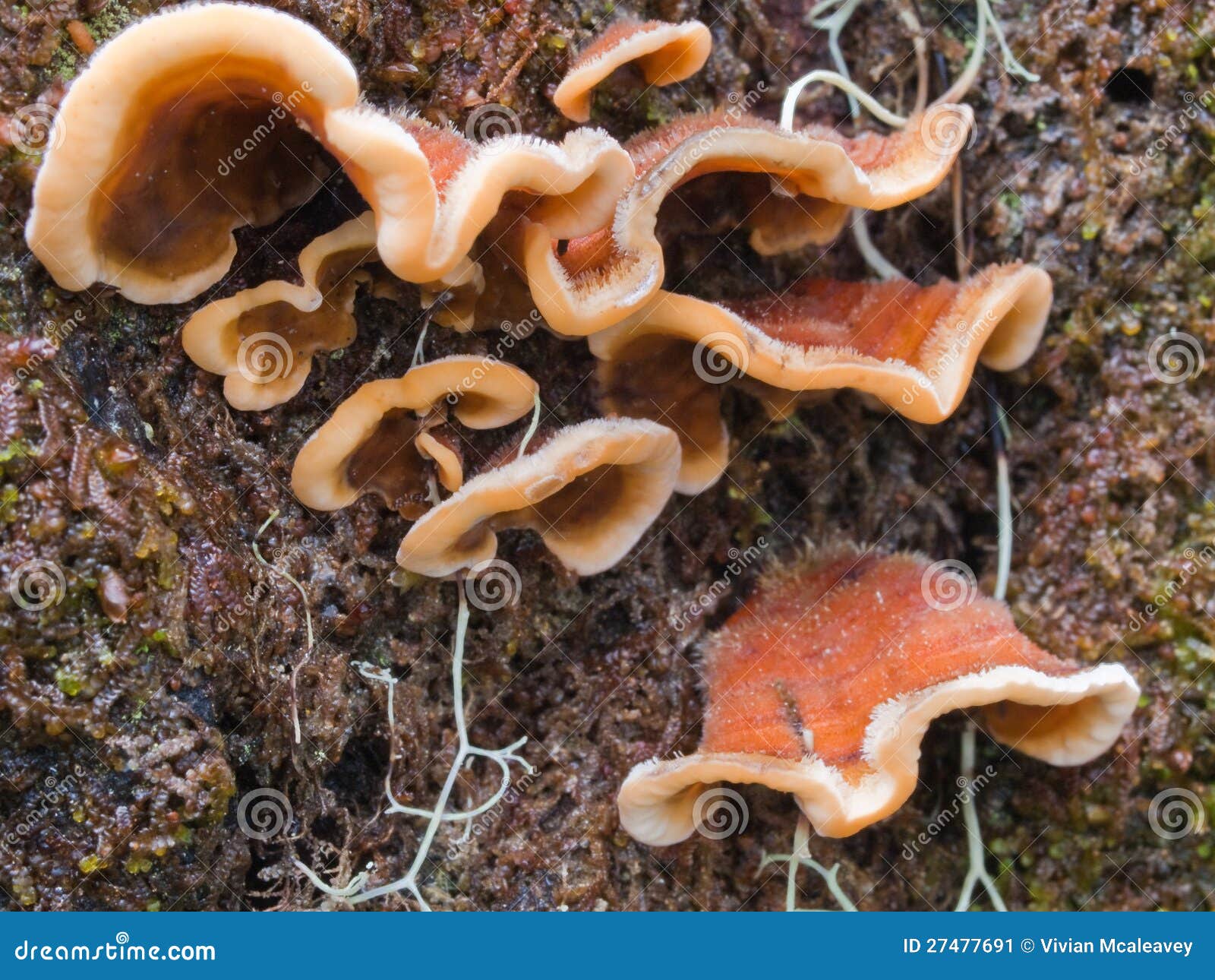 Colorful Fungus Growing on Tree Trunk Stock Image - Image of cream ...