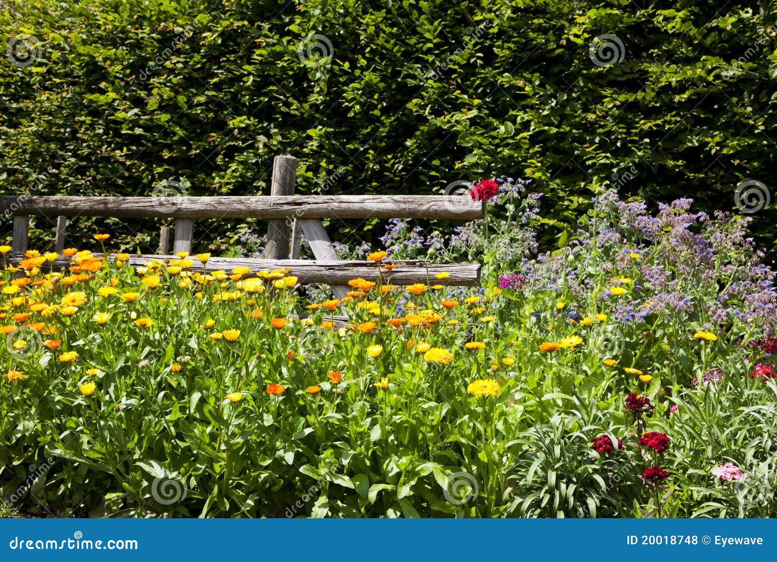 Colorful garden background stock photo. Image of flowers - 20018748